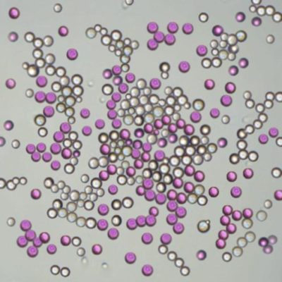Budding Yeast Cells: Under Microscope