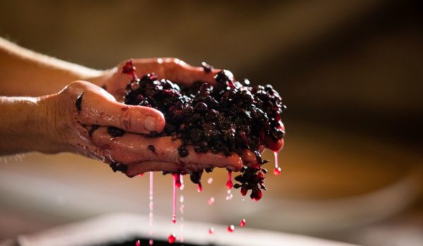 Adding Yeast Nutrient During Wine Fermentation: Need to Know