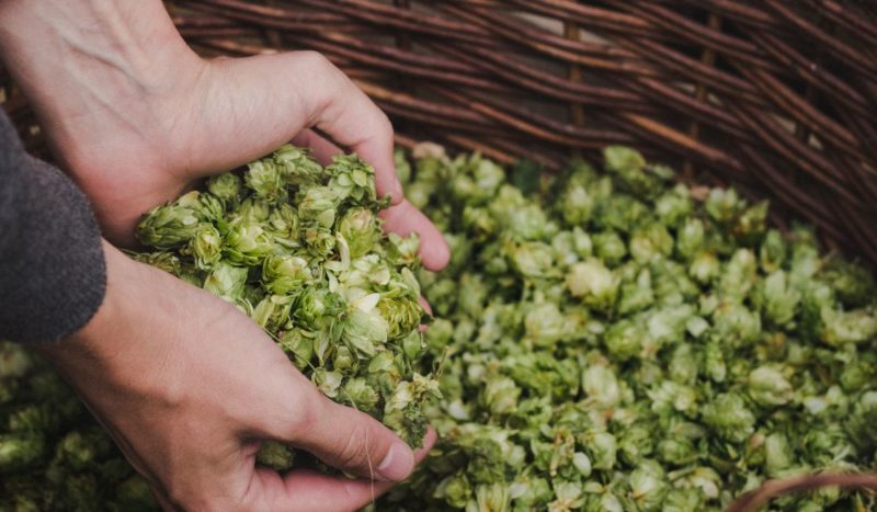 What Does Hoppy Beer Taste Like? Your Flavor Profile