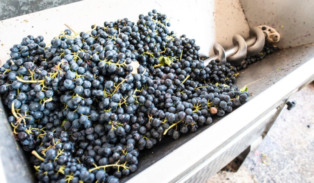 What Kind of Wine Is Unfermented? Complete Guide