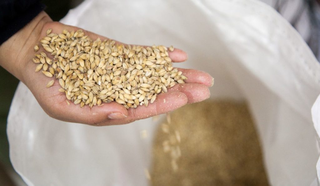 What Does “Malty” Mean in Beer?