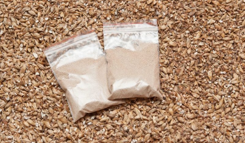 How to Propagate Yeast for Brewing