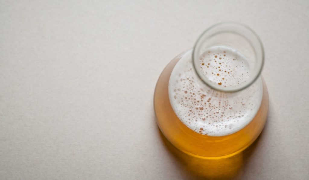 Saccaromyces Bayanus: Beer Yeast Explorations