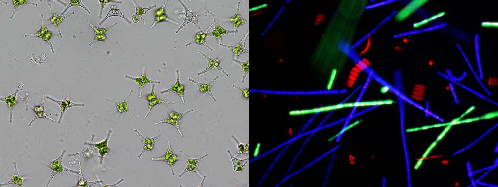Microalgae culture techniques & management optimization