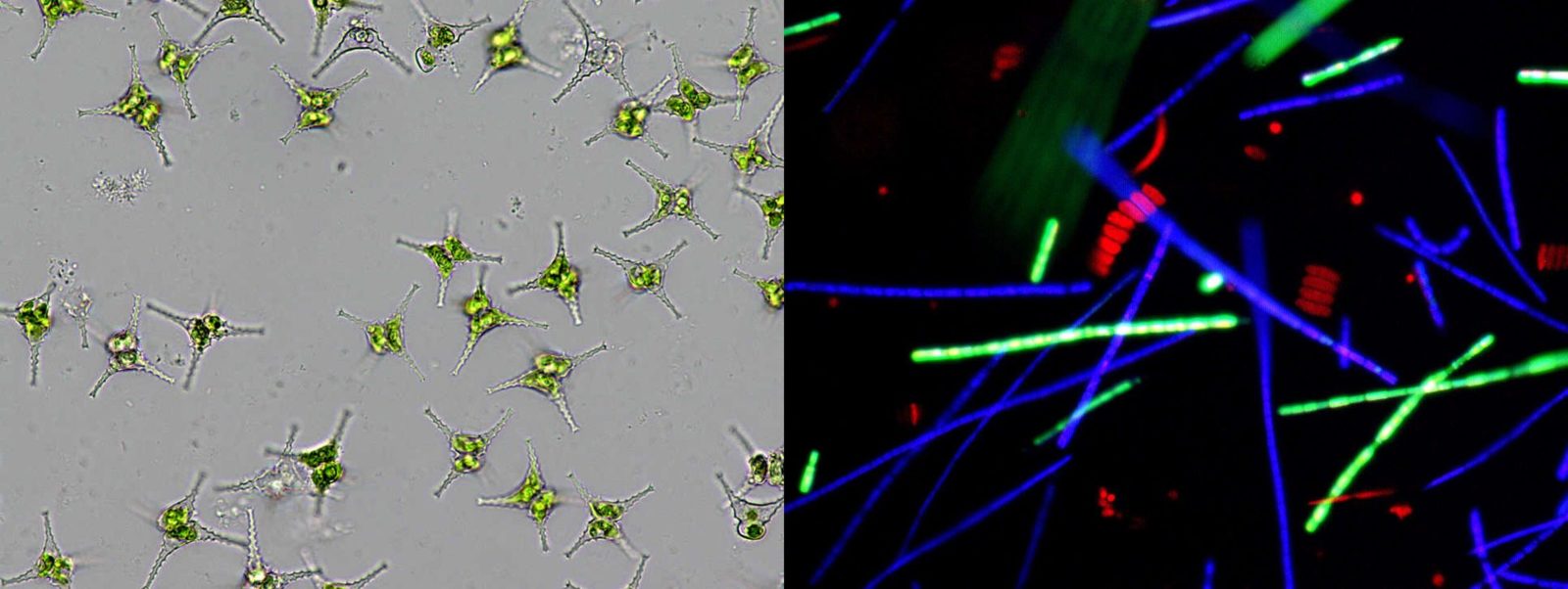 Microalgae culture techniques & management optimization