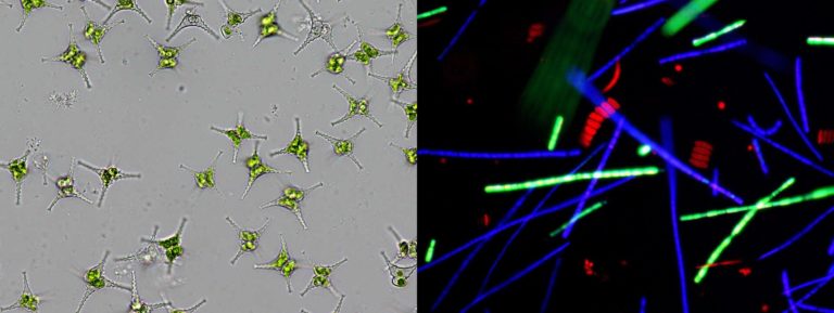 Microalgae culture techniques & management optimization