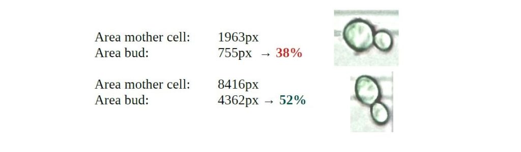 Does Yeast Reproduce by Budding?