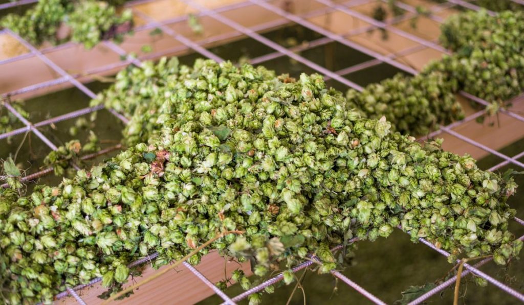 How to Dry Hops in a Dehydrator