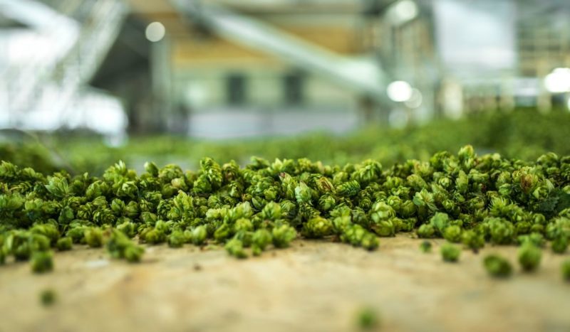 How to Dry Hops in a Dehydrator