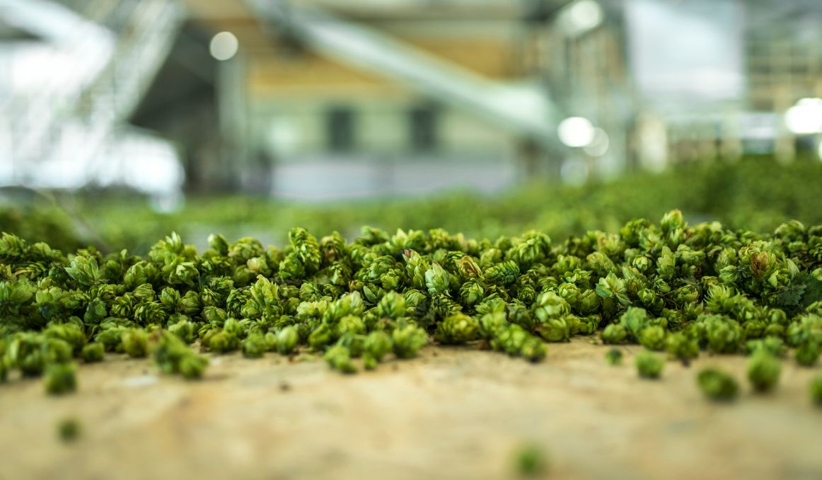 How to Dry Hops in a Dehydrator