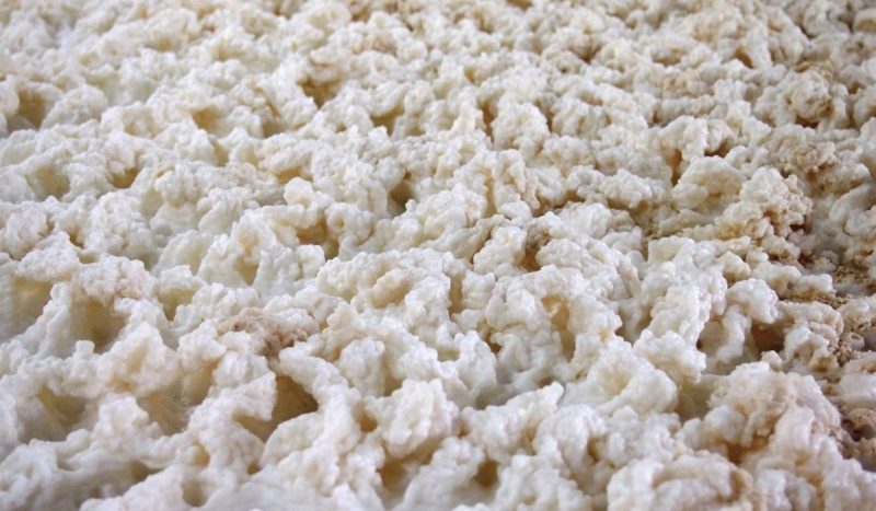 Top Cropping Yeast Strains