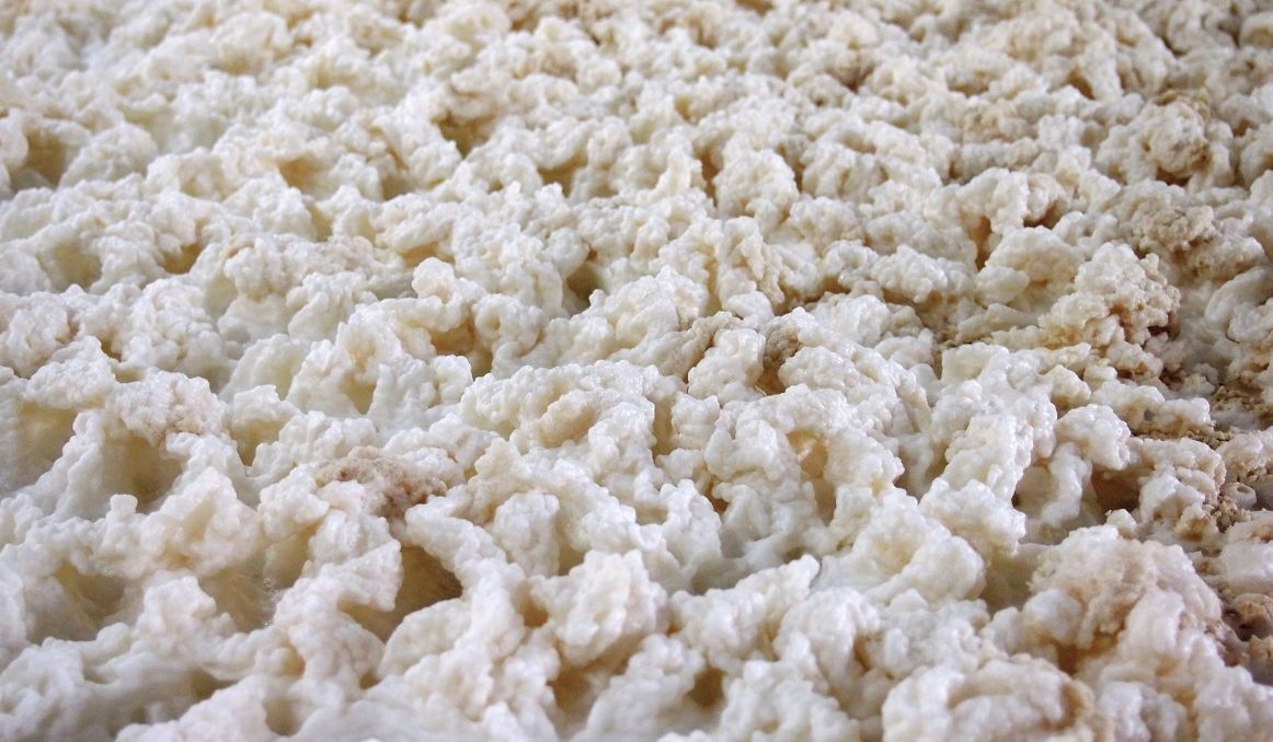 Top Cropping Yeast Strains