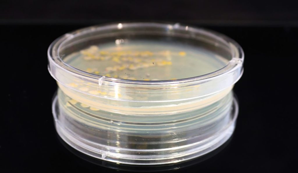 Organisms that Perform Fermentation