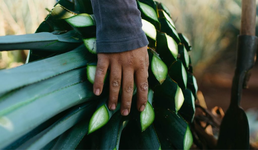 Beer Made from Agave: What’s that About?