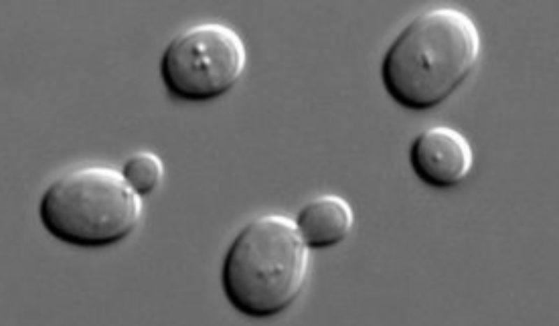 Hemocytometer vs Automated Cell Counter: The Pros and Cons