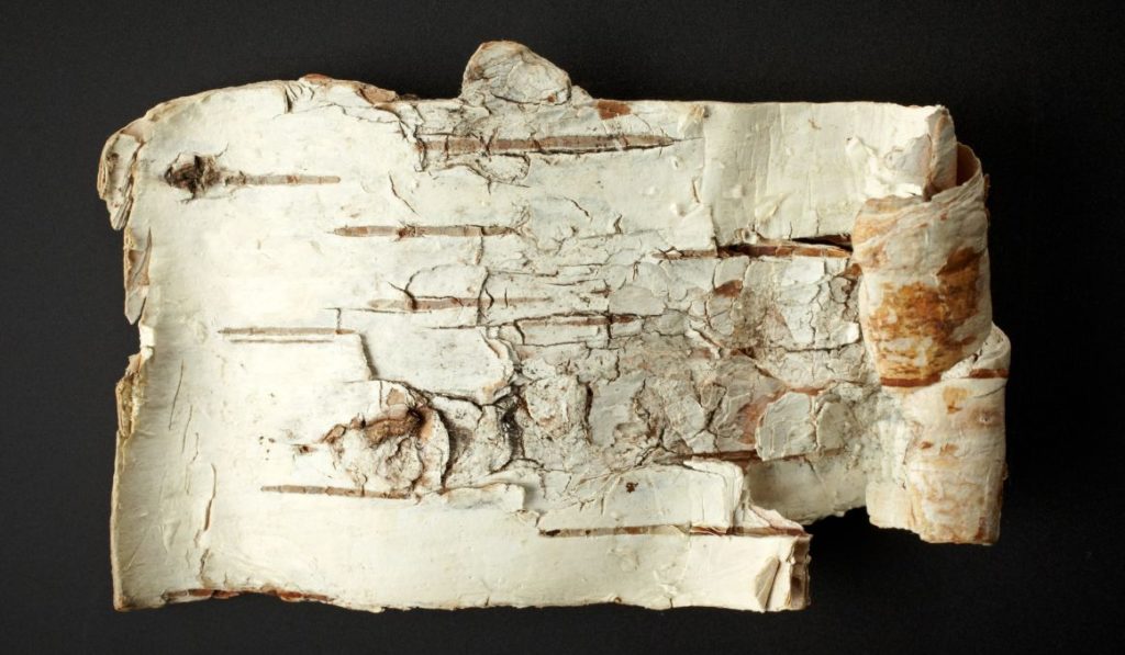 The Difference Between Birch Beer and Root Beer