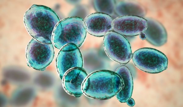 How to Stain Yeast Cells