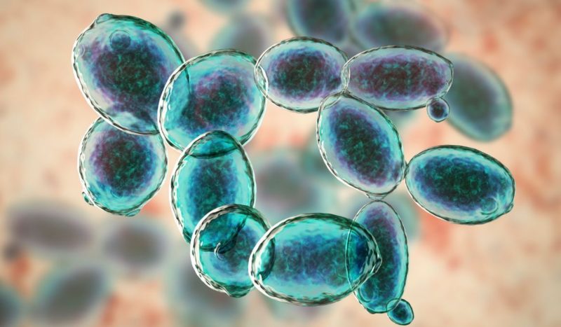 How to Stain Yeast Cells