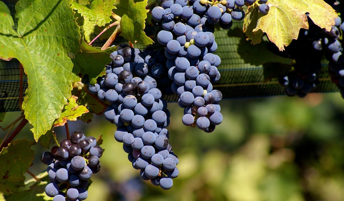 Malbec Flavor Profile