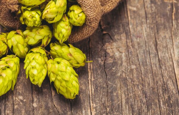 What Beers Are High in Hops?