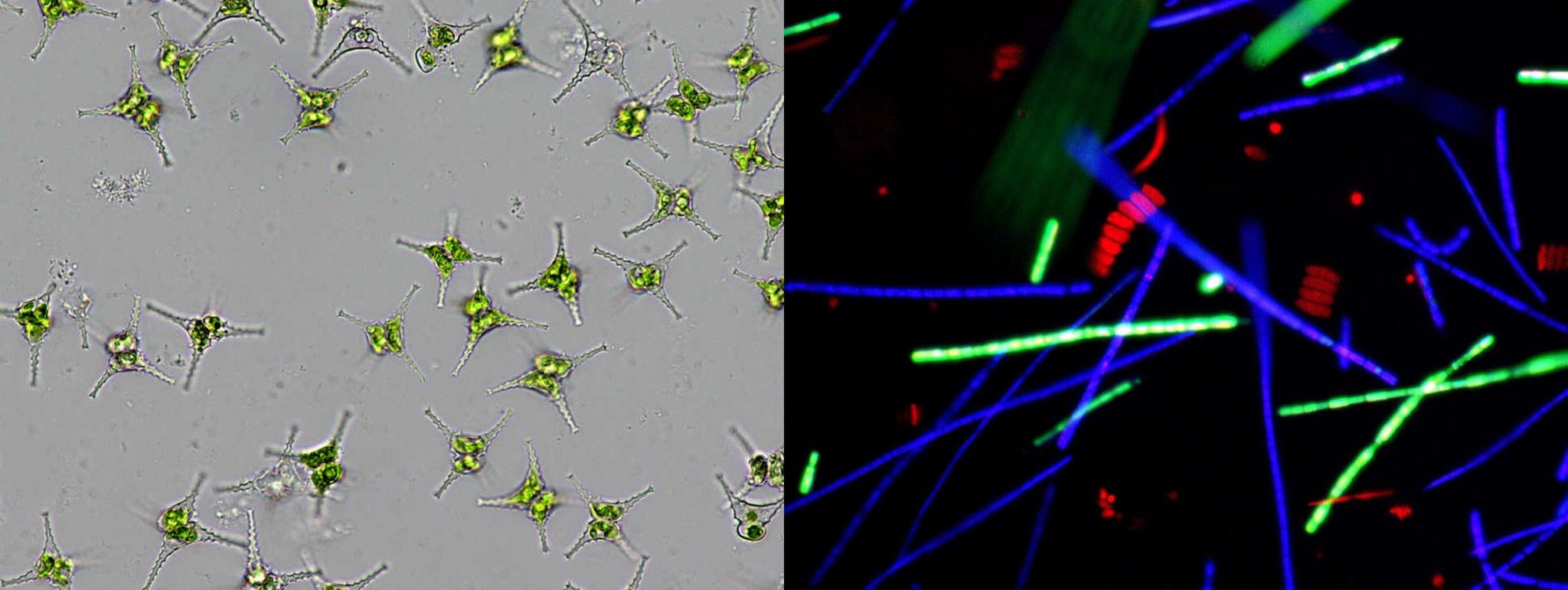 How to Identify Blue Green Algae