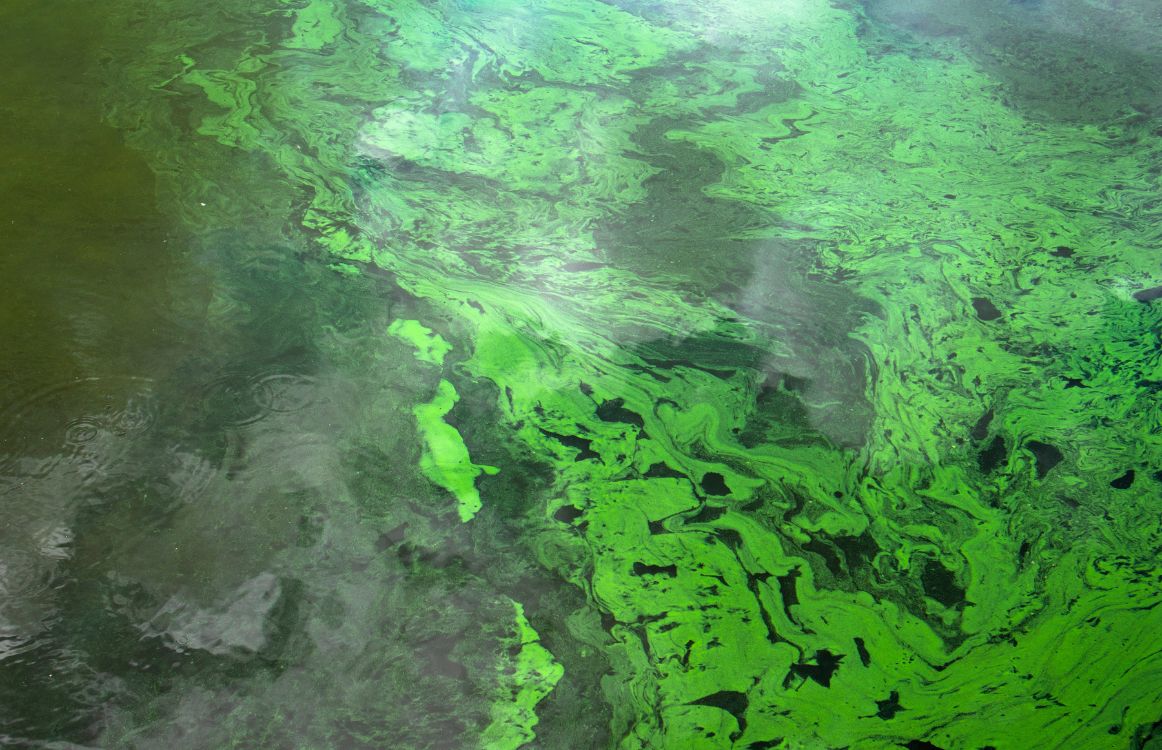 Algae Examples