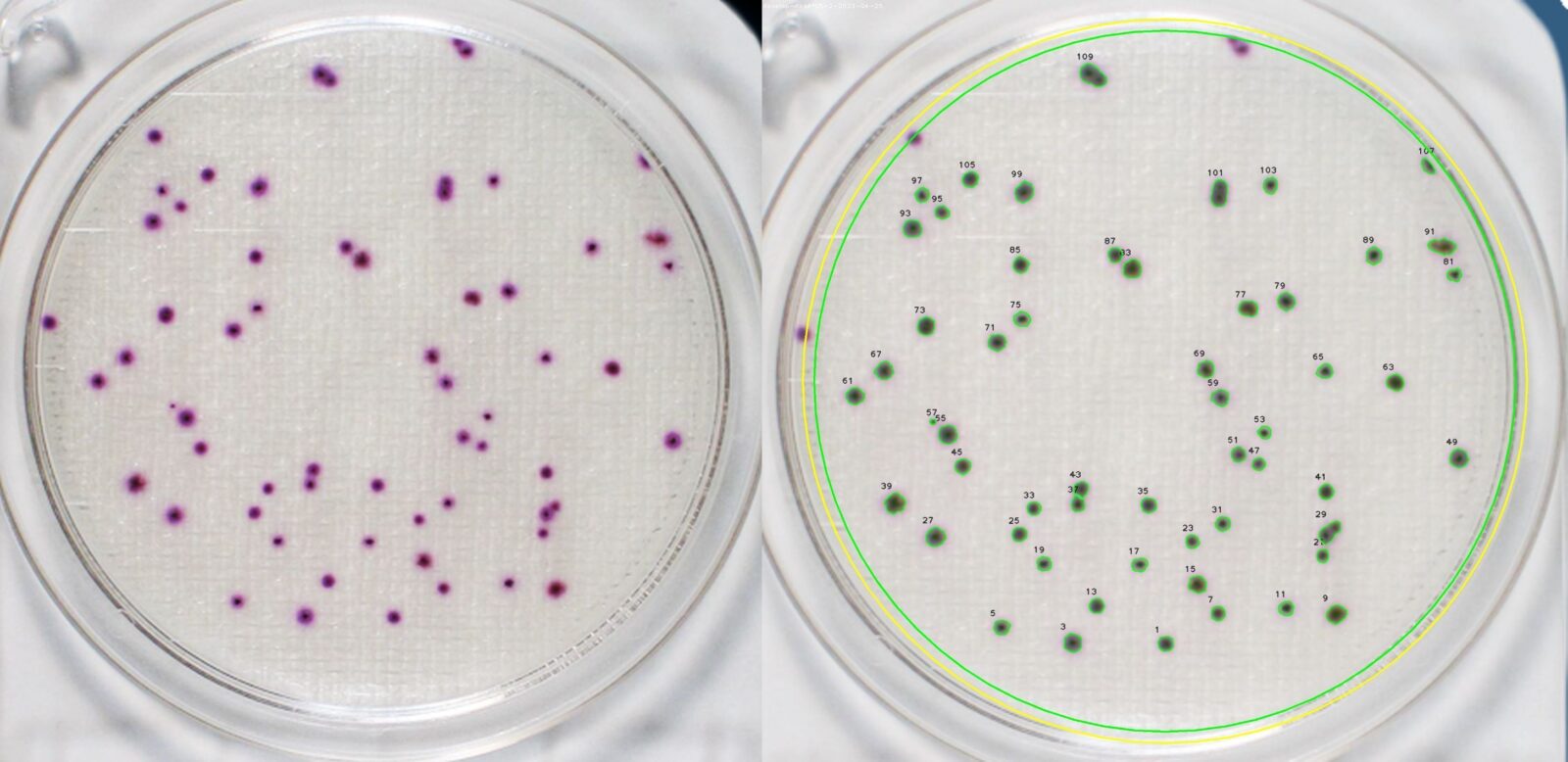 The Gel Substance in a Petri Dish: What Is It?