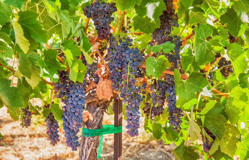 Best Yeast for Syrah Wine