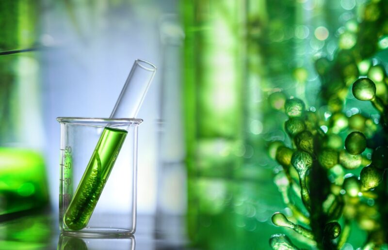 What Is Bioethanol Made From?